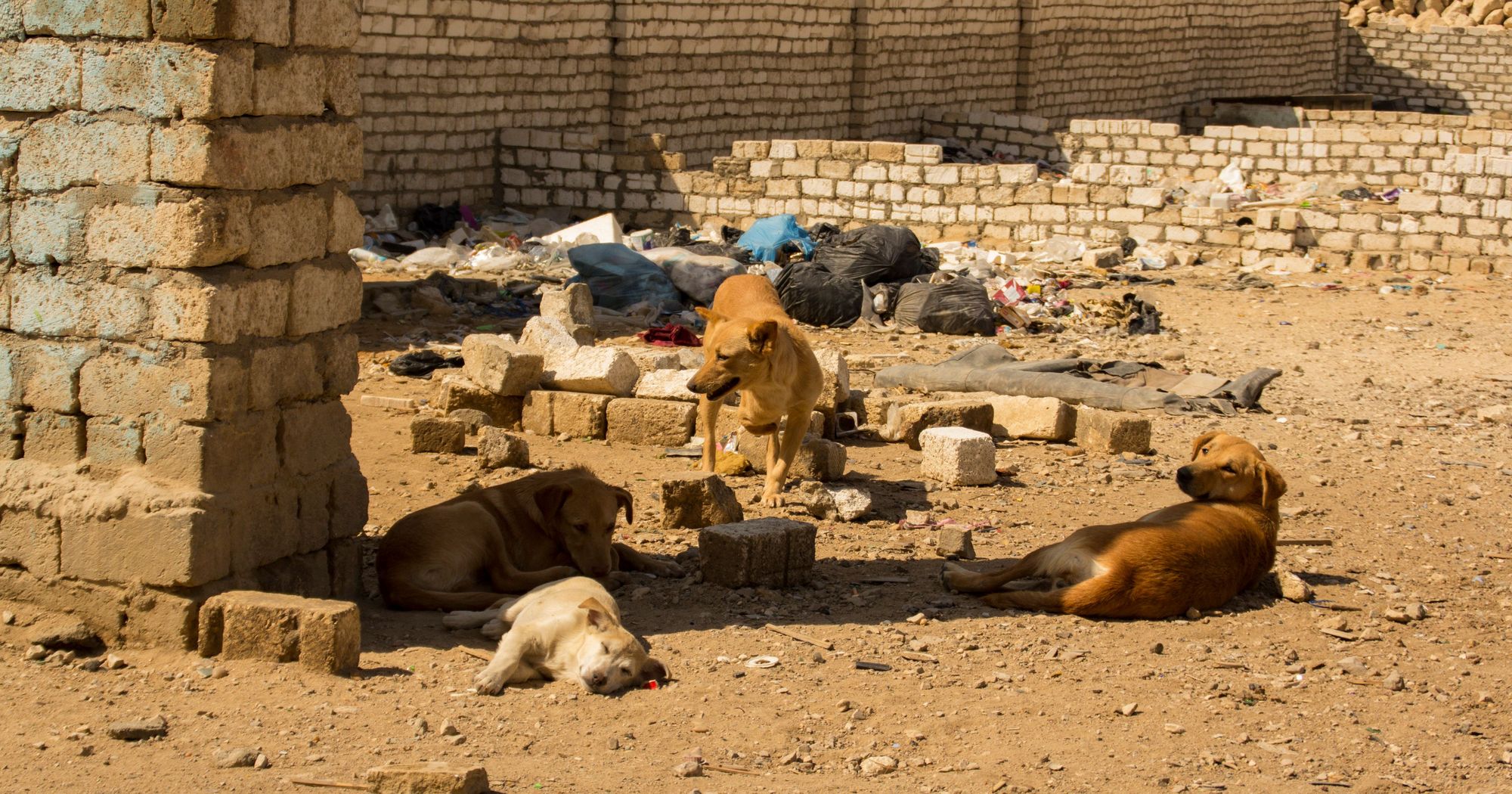 Multiscale transmission dynamics of rabies in Africa: The urban-rural ...