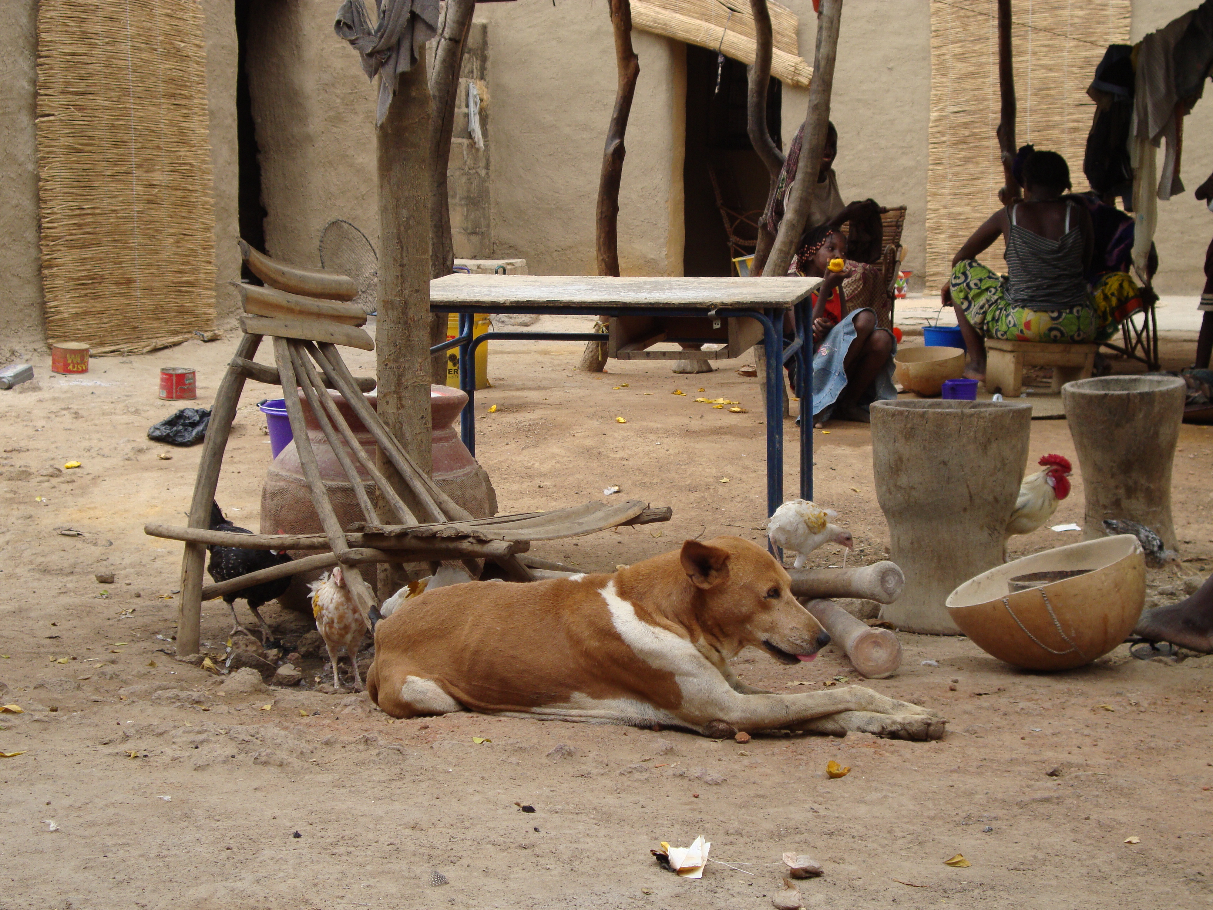 Scientists Apply Game Theory to End Rabies